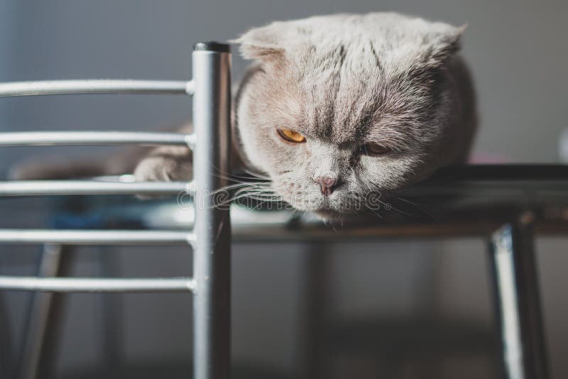 Faule Katze, Die Unter Der Geschirrablage Liegt Stockfoto - Bild von ...