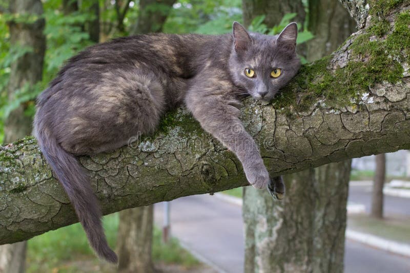 Faule Katze in einem Baum stockfoto. Bild von gähnen - 40022132