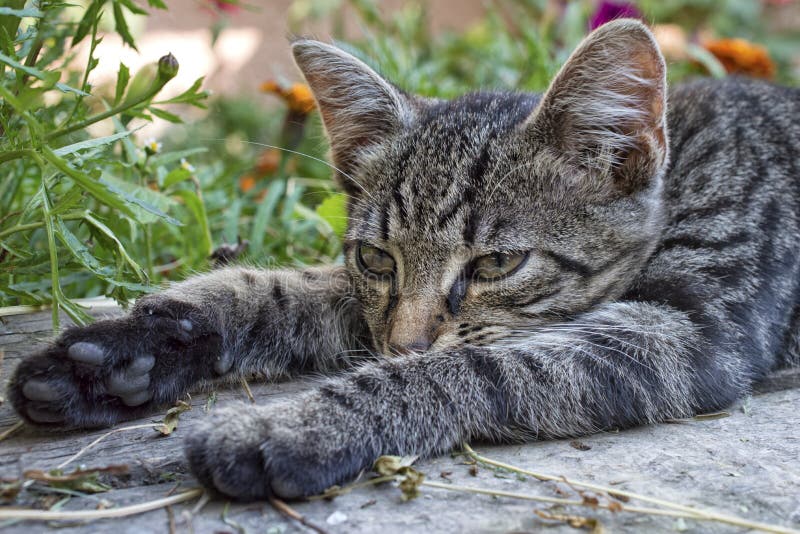 Faule Katze Liegt Auf Einer Bank Stockbild - Bild von narzisse ...
