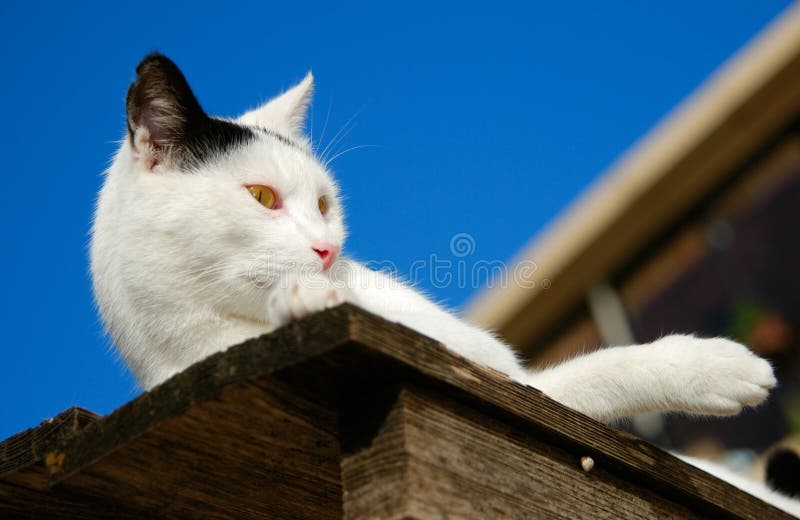 Faule Katze Oben Auf Alte Halle Stockfoto - Bild von leben, gelb: 4376544