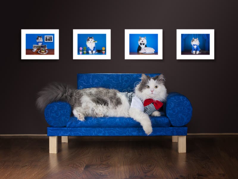 Faule Katze Steht Auf Der Couch Still Stockfoto - Bild von instinkt ...