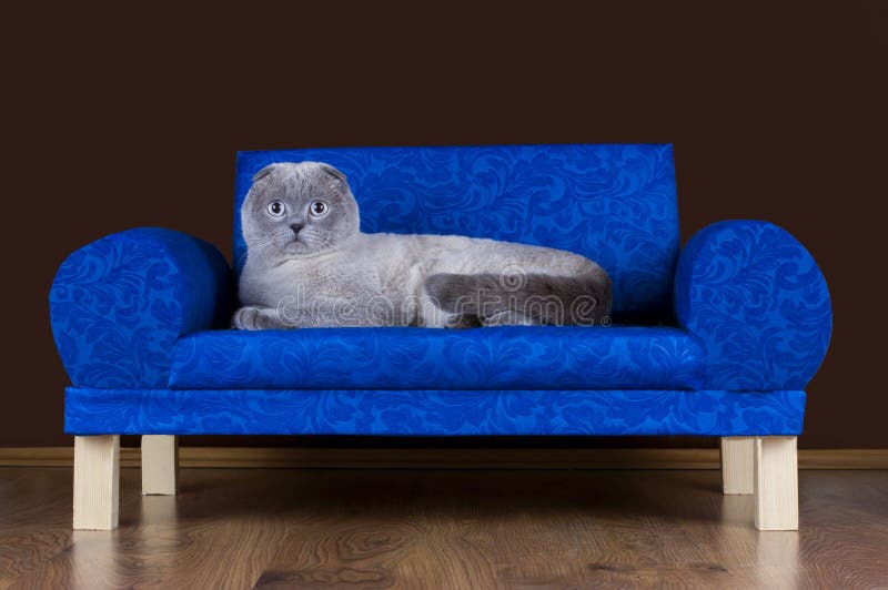 Faule Katze Steht Auf Der Couch Still Stockbild - Bild von liebling ...