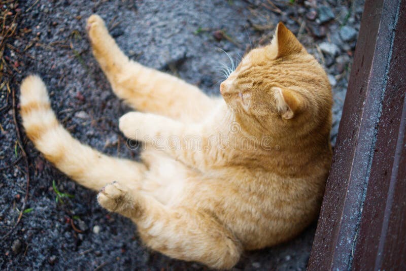Sitzende Faule Somalische Katze Auf Boden Stockfoto - Bild von katze ...