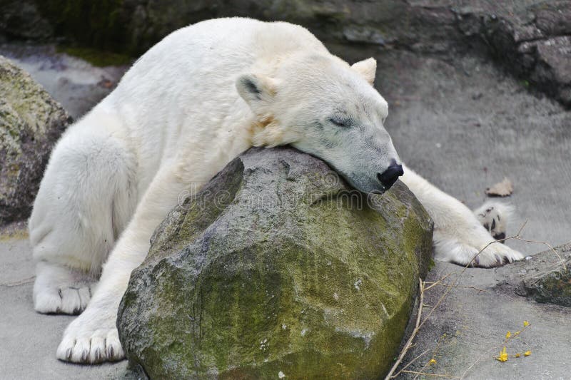 Faule Tage stockbild. Bild von bär, faul, schlafen, tier - 22472411