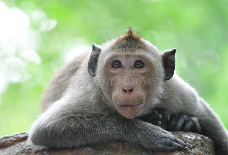 Fauler Fallhammer stockbild. Bild von faul, tier, primas - 10314713