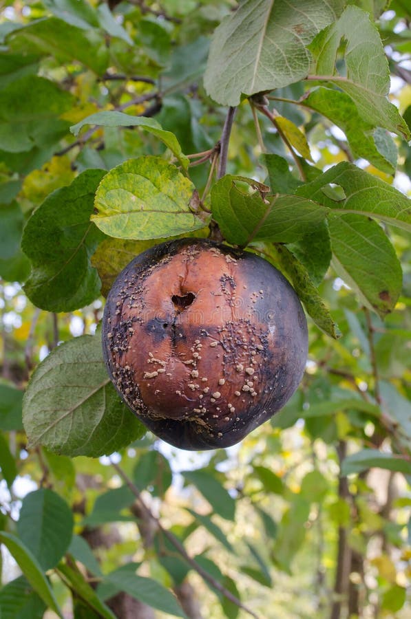 Fauler Brauner Apfel Mit Wormhole Auf Einem Baum Im Herbst Stockbild ...