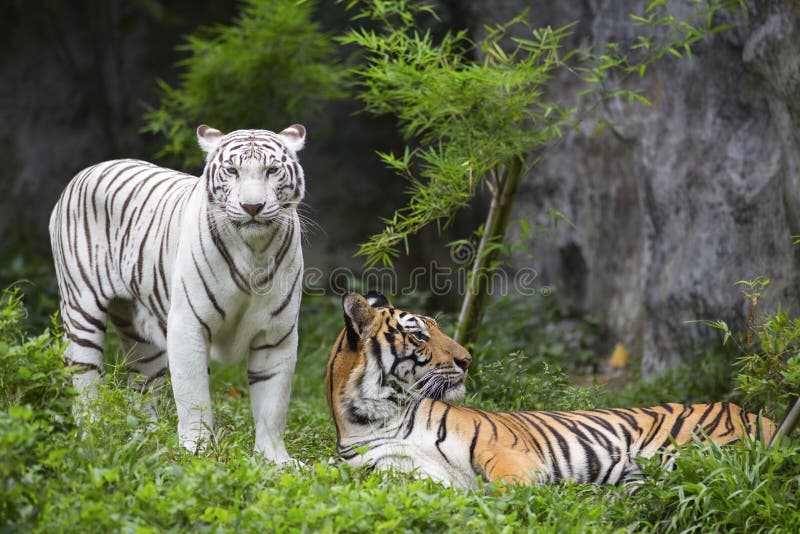 Fauna imagen de archivo. Imagen de fauna, asia, amarillo - 41780695
