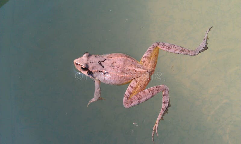 Los Animales Terrestres De La Rana Anfibia De Fauna Imagen. Imagen ...