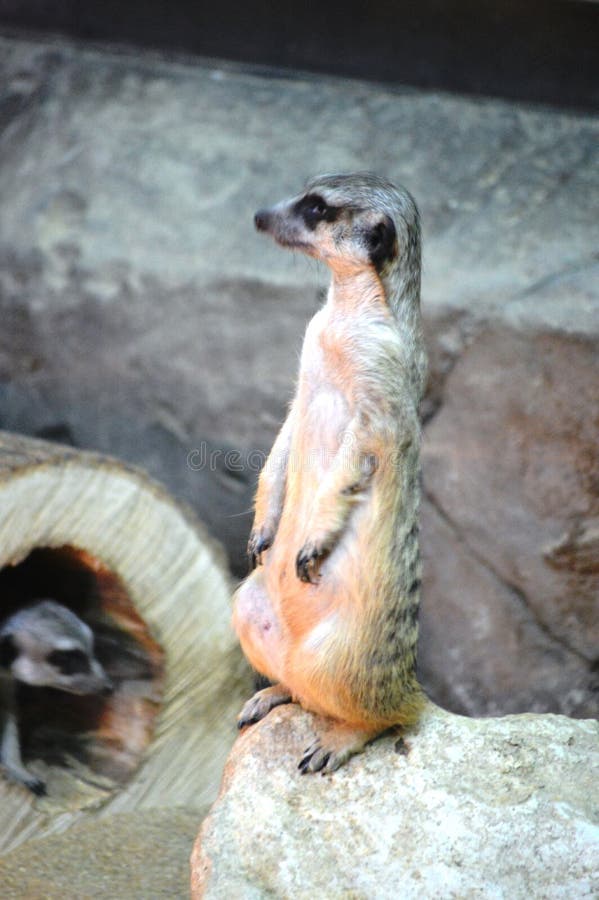 Animal world of the Earth stock image. Image of trip - 259362877