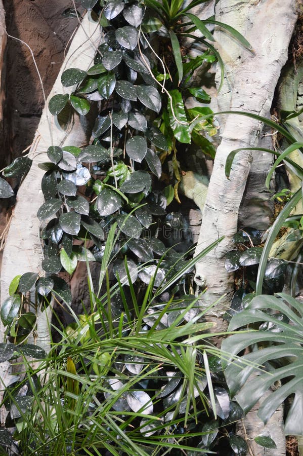 Animal world of the Earth stock photo. Image of tropical - 259363256