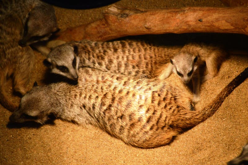 Animal world of the Earth stock photo. Image of looking - 259363426