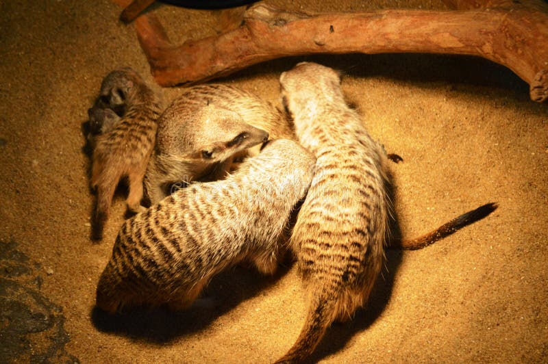 Animal world of the Earth stock image. Image of water - 259363443