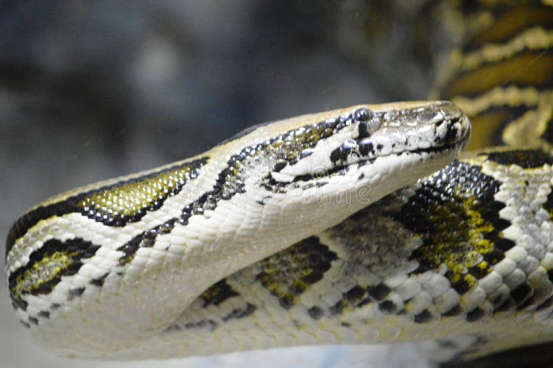 Animal world of the Earth stock photo. Image of leaf - 259363682