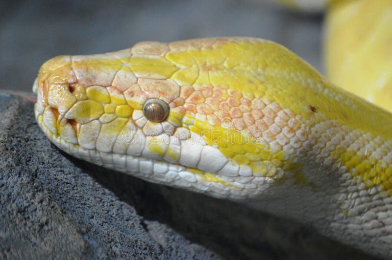 Animal world of the Earth stock image. Image of blue - 259364113