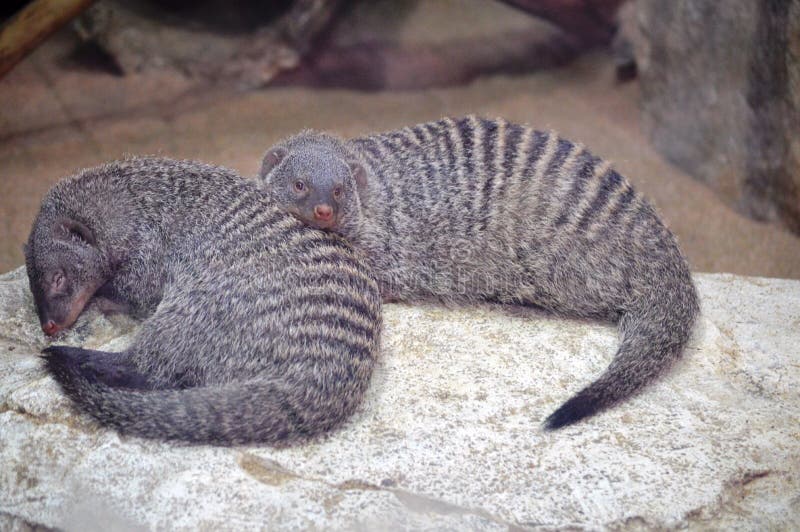 Animal world of the Earth stock image. Image of looking - 259364175