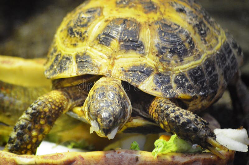 Animal world of the Earth stock photo. Image of ornithology - 259364200