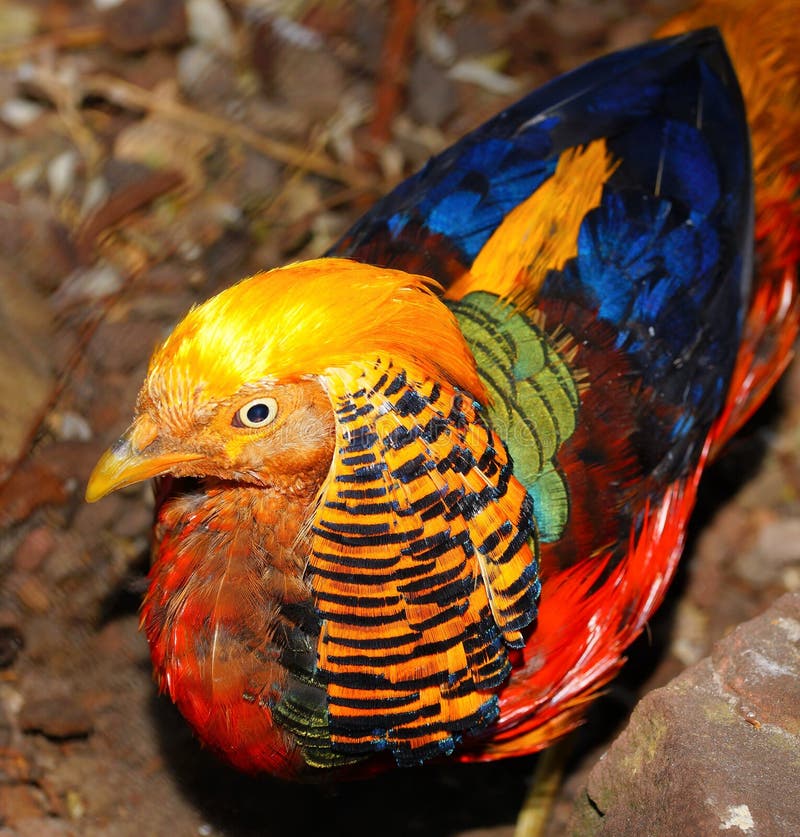 Bird, Pheasant, Galliformes, Fauna Picture. Image: 123400166