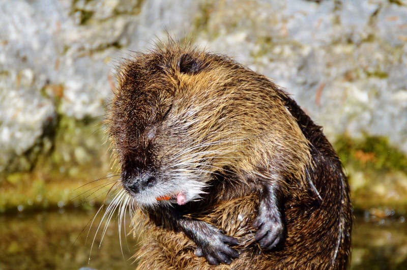 Fauna, Beaver, Mammal, Muskrat Picture. Image: 107516836