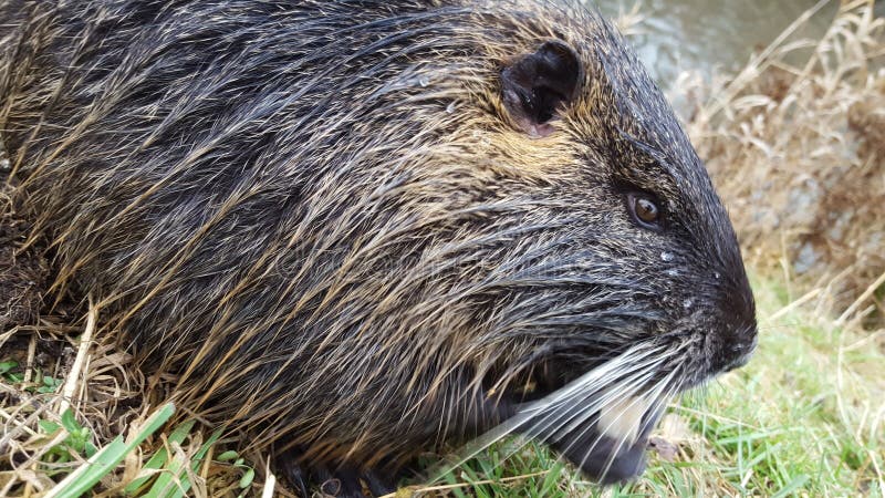 Fauna, Beaver, Mammal, Porcupine Picture. Image: 123470226