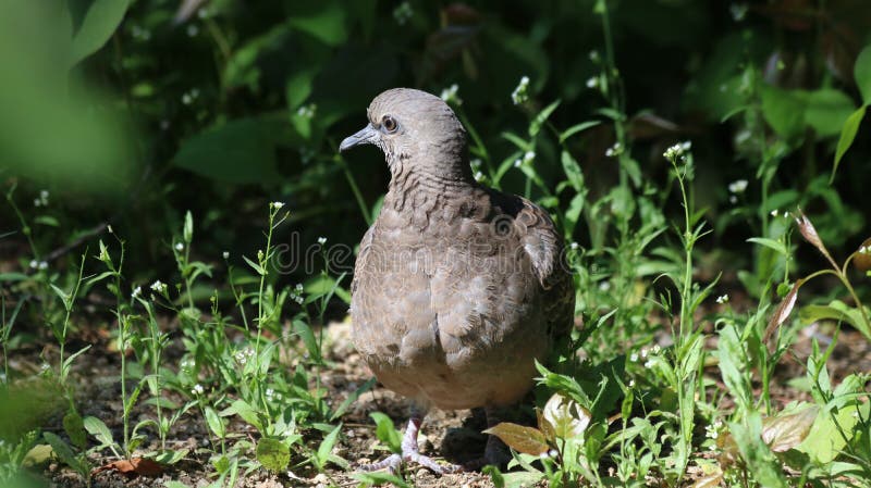 Fauna, Bird, Beak, Grass Picture. Image: 116331394