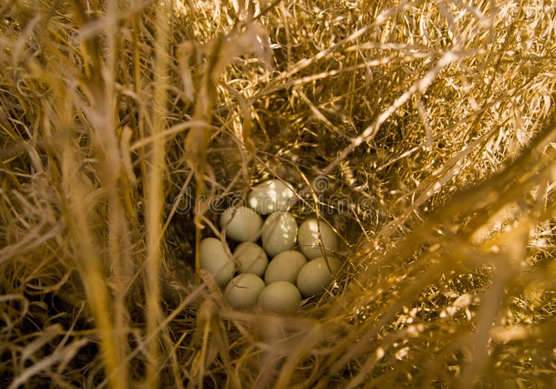 Fauna, Bird Nest, Nest, Grass Family Picture. Image: 116267307