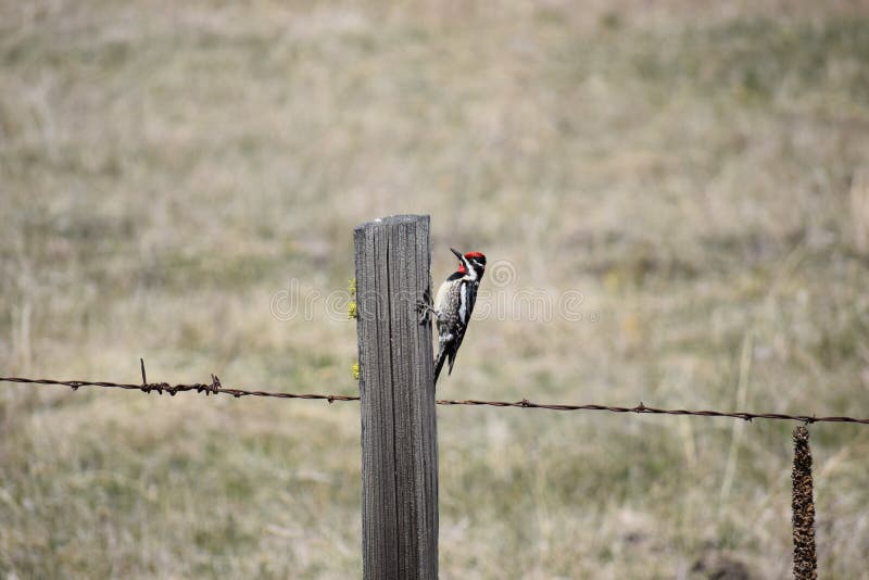 Fauna, Bird, Wire Fencing, Grass Picture. Image: 118154188