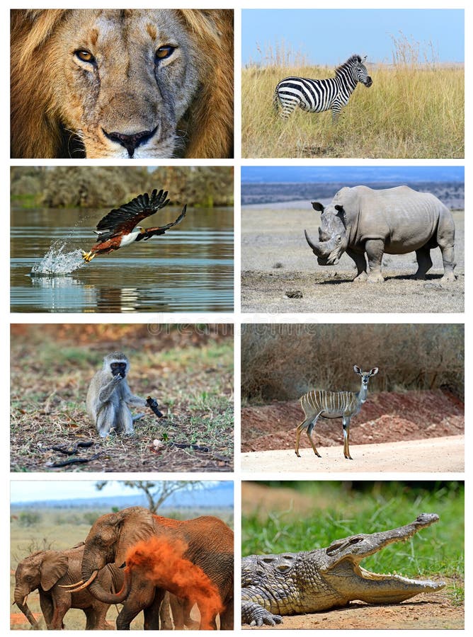 Fauna del collage de Kenia foto de archivo. Imagen de planeta - 79328200