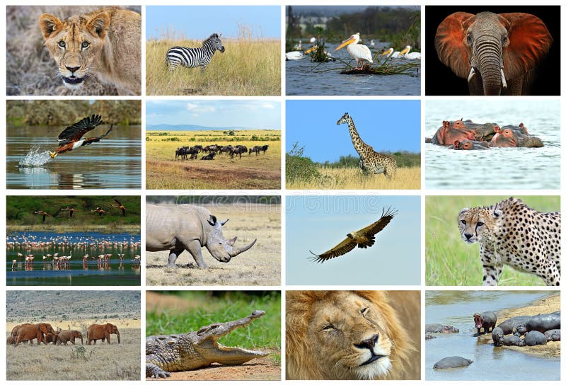 Fauna del collage de Kenia imagen de archivo. Imagen de despredador ...