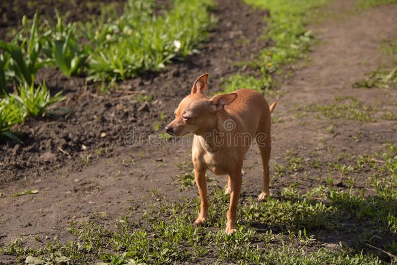 Fauna, Dog Breed, Dog, Wildlife Picture. Image: 107020310