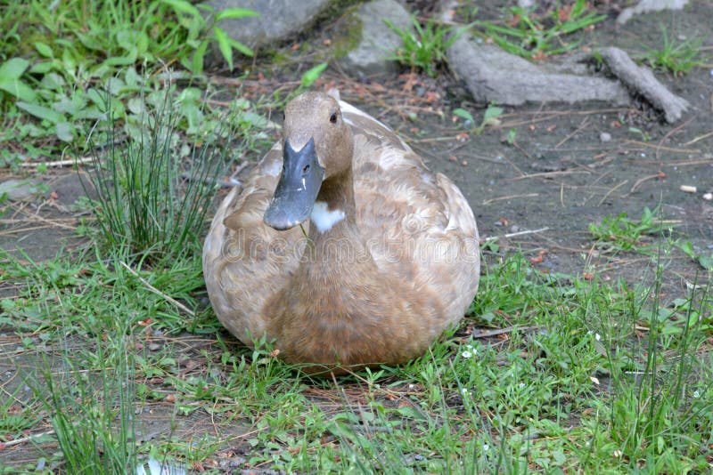 Fauna, Duck, Grass, Water Bird Stock Image - Image of fauna, bird ...