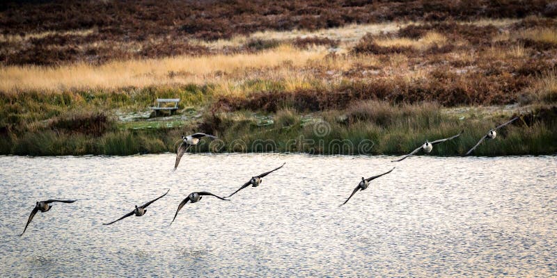 Fauna, Ecosystem, Bird, Wildlife Picture. Image: 111643069