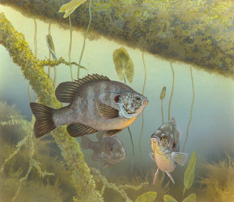 Fauna, Ecosystem, Fish, Water Picture. Image: 118779914