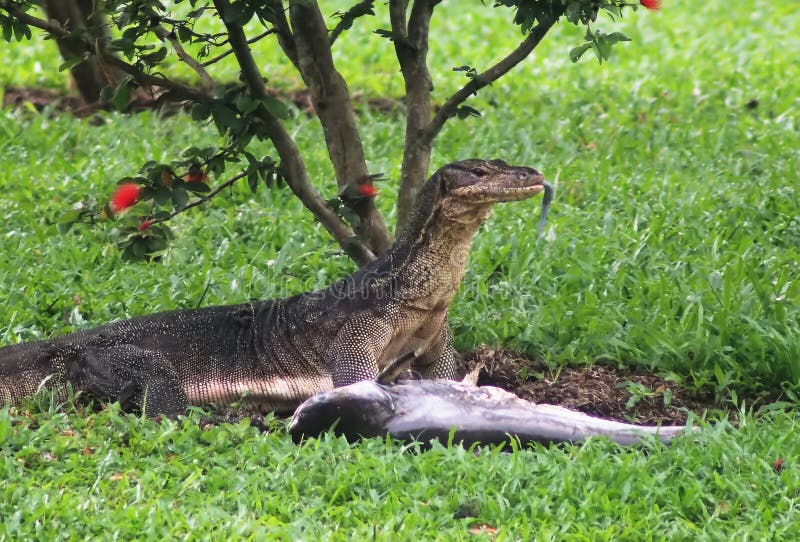 Fauna, Ecosystem, Nature Reserve, Grass Picture. Image: 116413069