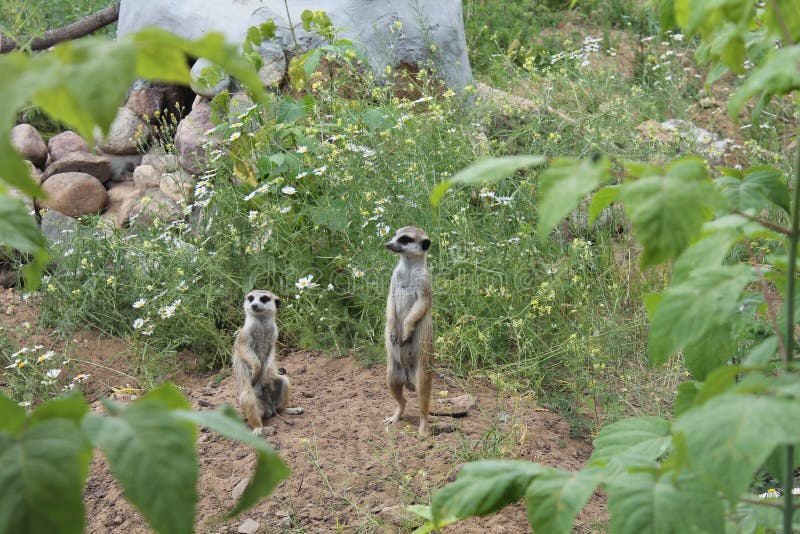 Fauna, Ecosystem, Nature Reserve, Wildlife Picture. Image: 118155766