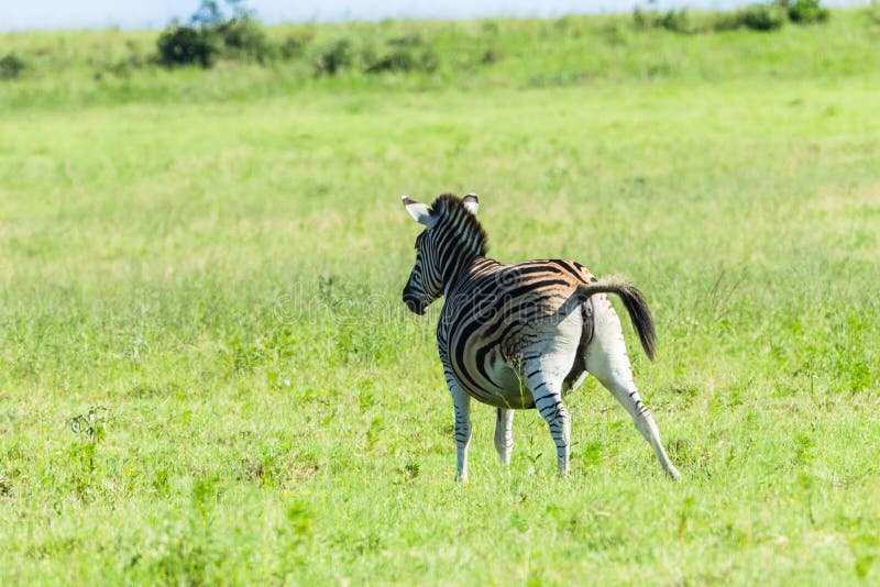 Verano Embarazada De La Cebra Imagen de archivo - Imagen de verde ...