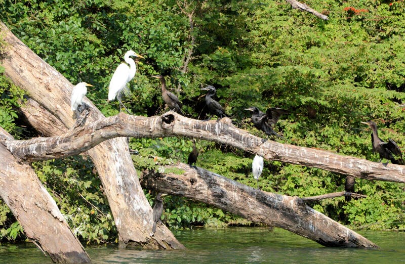 259 Fauna En Chiapas México Fotos de stock - Fotos libres de regalías ...