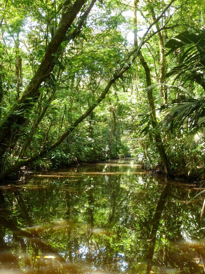 Fauna En La Selva De Costa Rica Foto de archivo - Imagen de aventura ...