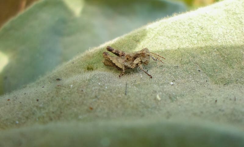 Little bug resting stock image. Image of creature, life - 128368689