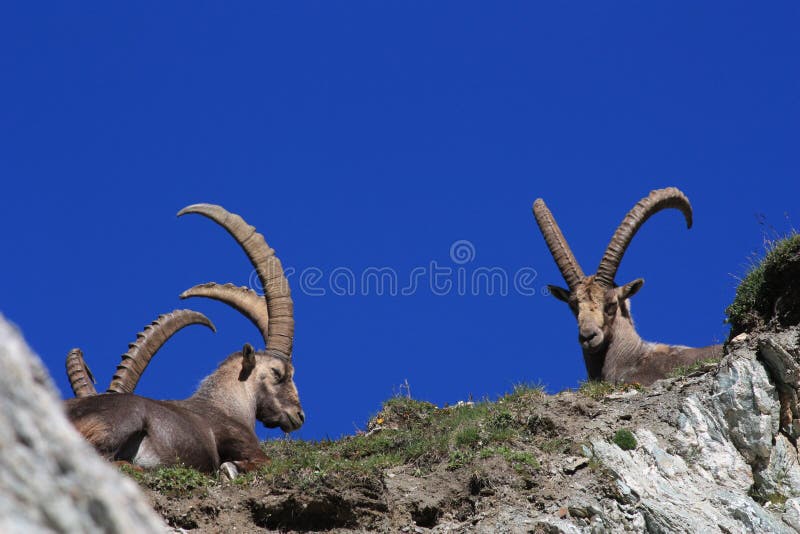 Fauna, Goats, Horn, Barbary Sheep Picture. Image: 136625423