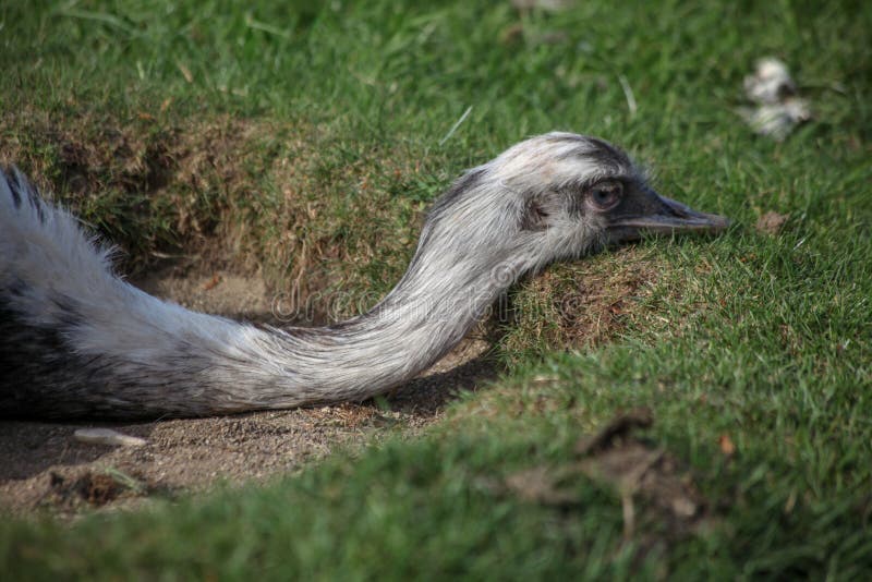 Fauna, Grass, Wildlife, Beak Picture. Image: 136080813