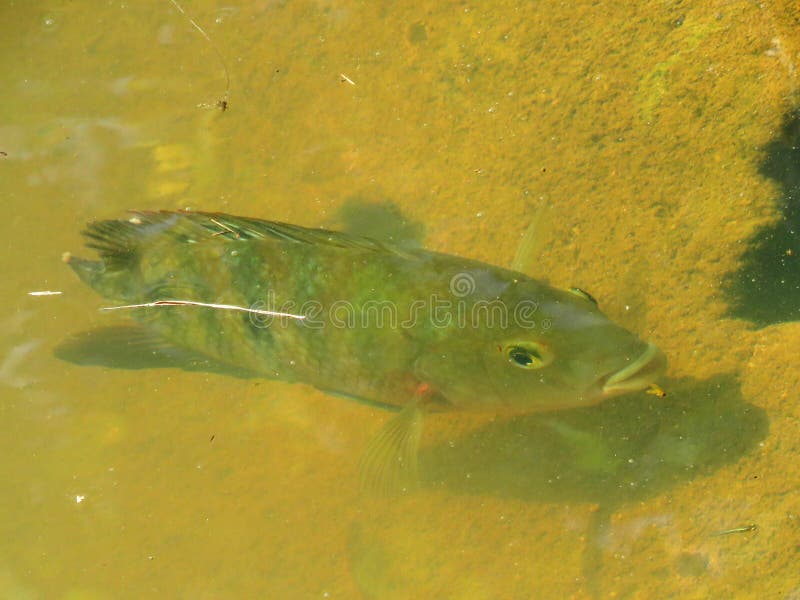 Fauna, Green, Fish, Ecosystem Stock Photo - Image of ecosystem, fish ...