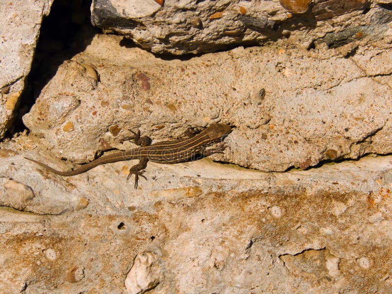 Fauna a lizard stock image. Image of world, warm, tail - 7614165