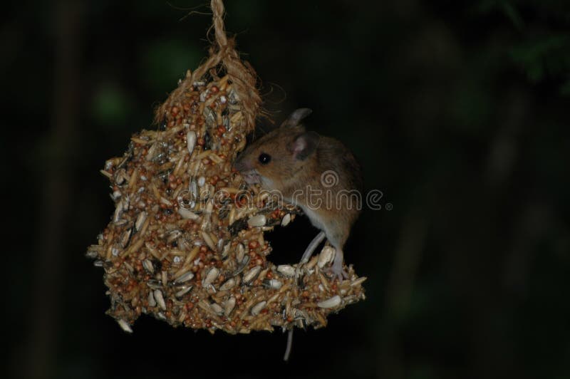Mouse, Gerbil, Muridae, Rat Picture. Image: 97287347