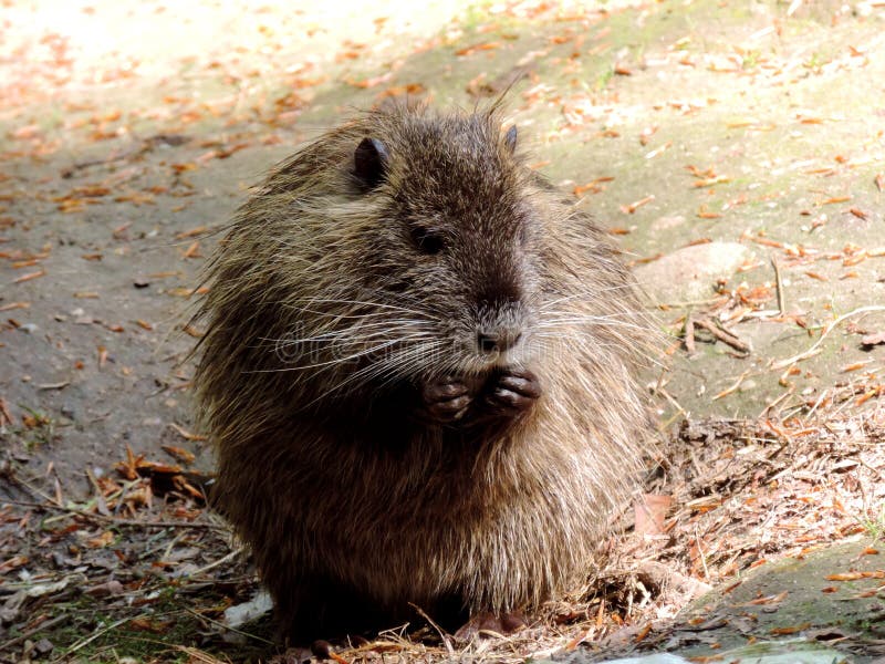 Fauna, Mammal, Muskrat, Rodent Stock Photo - Image of mammal, whiskers ...