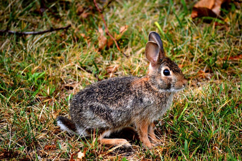 Fauna, Mammal, Wildlife, Rabbit Picture. Image: 112278497