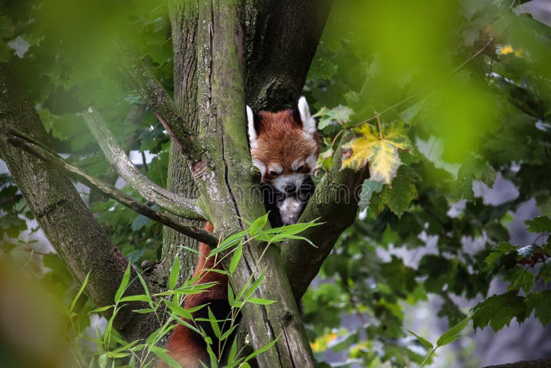 Fauna, Mammal, Wildlife, Tree Stock Photo - Image of snout, tree: 112841680
