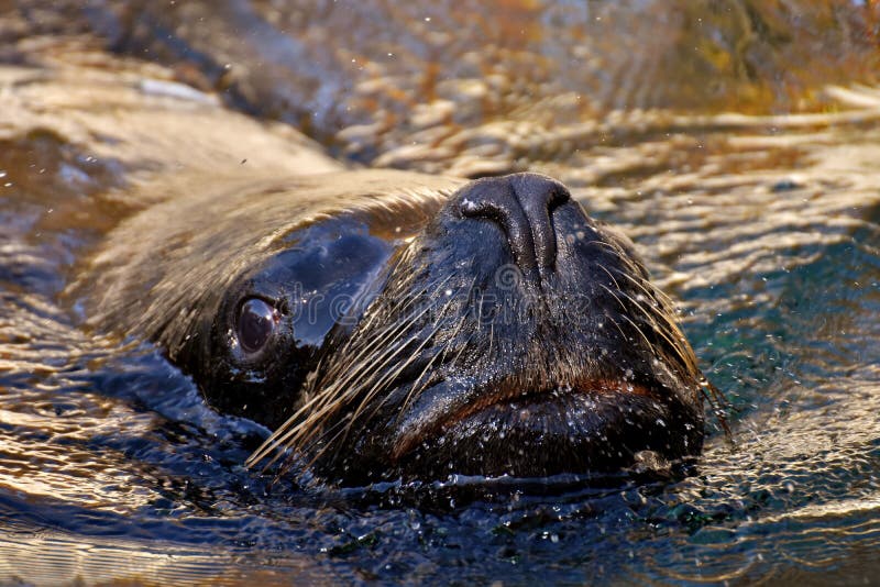 Fauna, Mammal, Wildlife, Water Picture. Image: 111420518