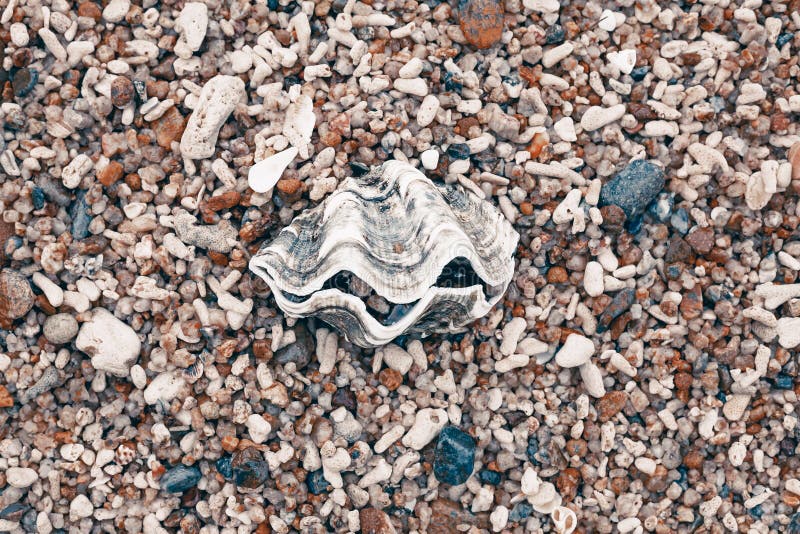 One Big Sea Shell on Pebble Beach Stock Photo - Image of colorful ...