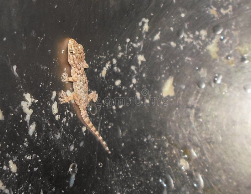 Little newt in the house stock image. Image of fingers - 127829287