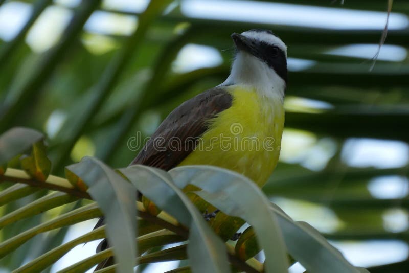 Bird on a palm tree stock image. Image of bird, outdoor - 113972125